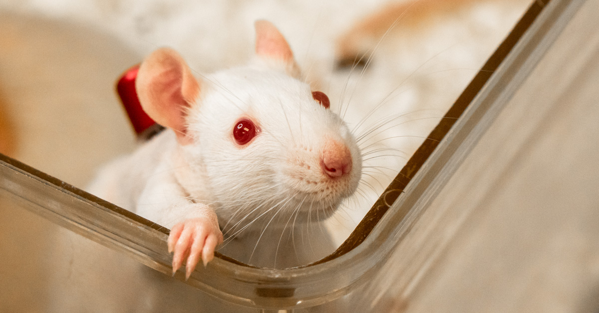 Catheter Tip Location and its Impact on Patency